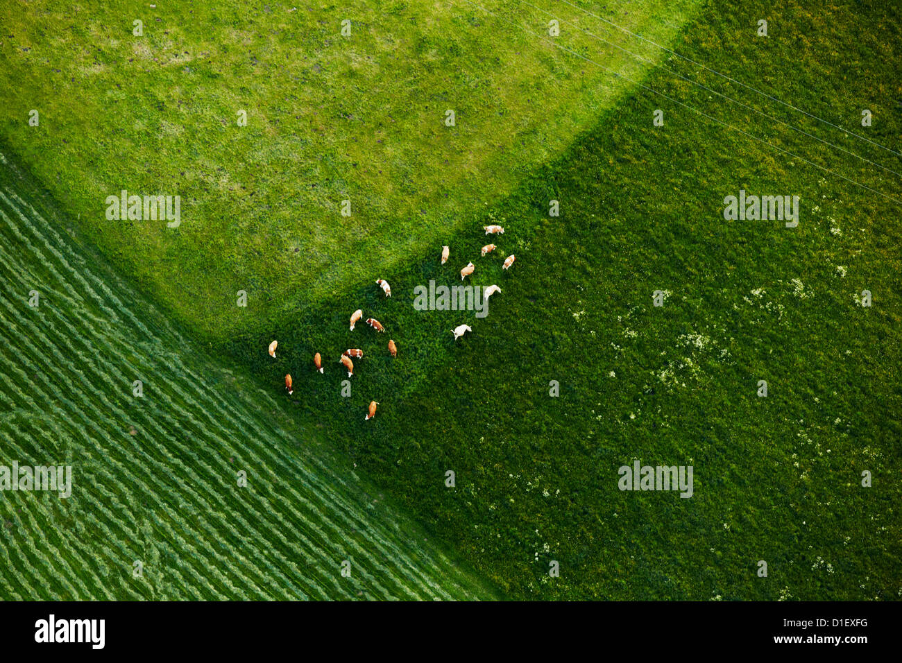 Aerial view cows in landscape hi-res stock photography and images - Alamy