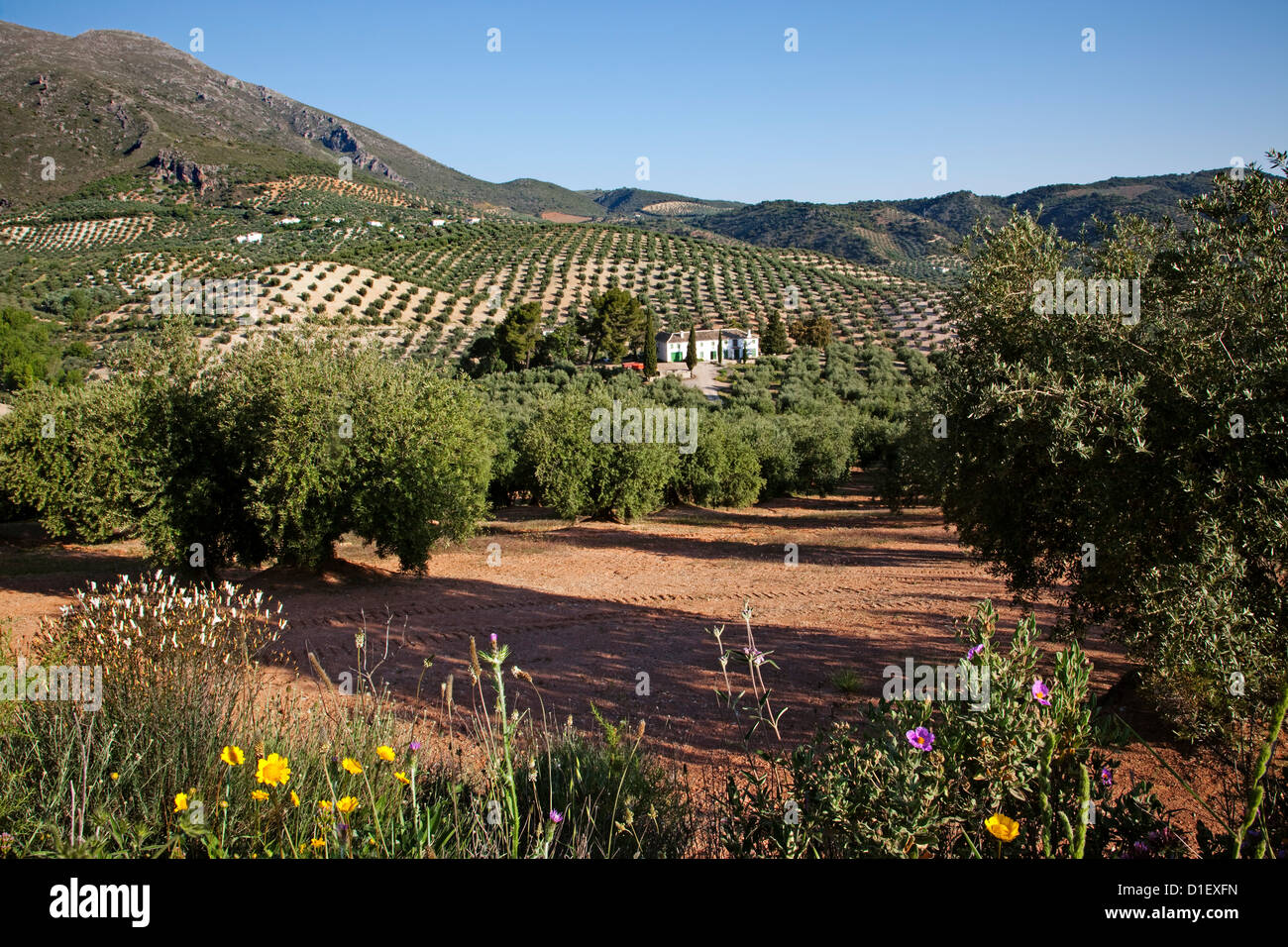 Olive trees Priego de Cordoba Sierra Subbetica Andalusia Spain Stock ...