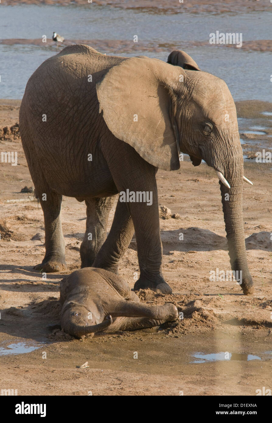Elephant lying down hi-res stock photography and images - Alamy