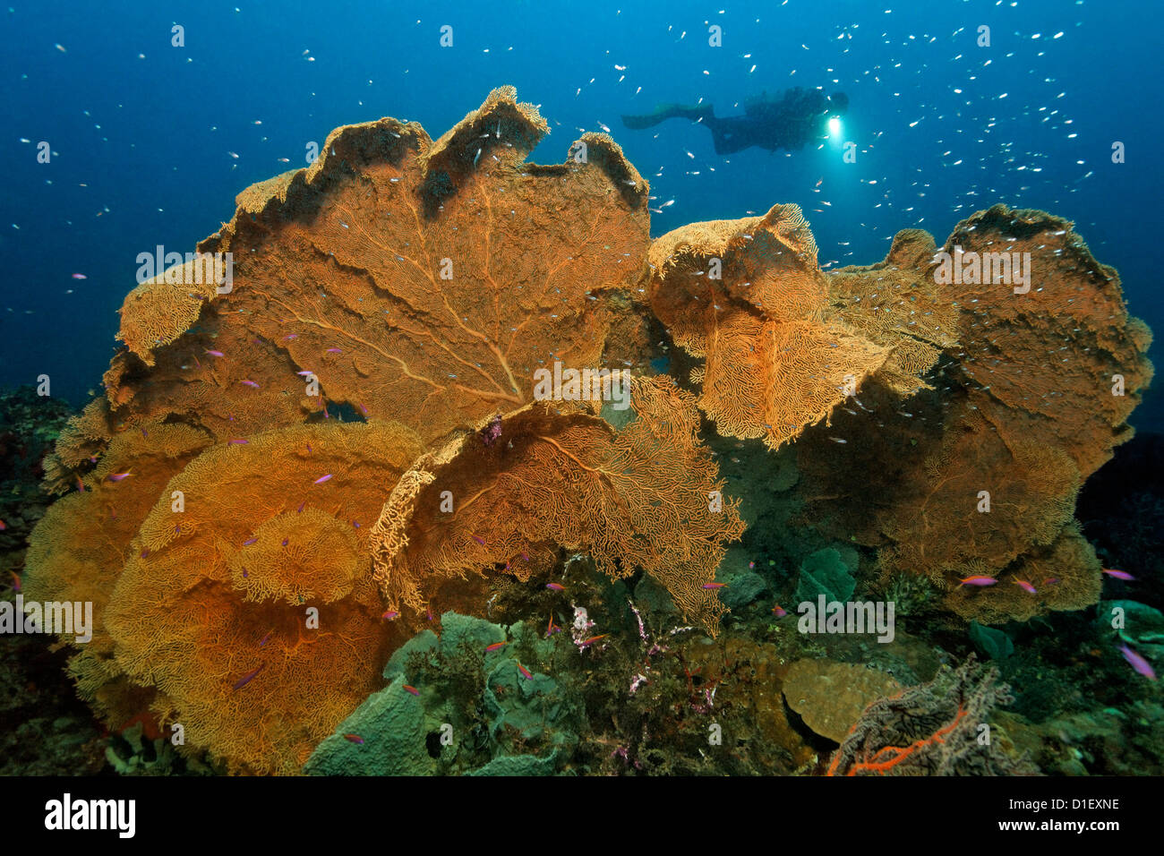 Diver at huge fan coral, Kimbe Bay, Bismark Sea, Papua New Guinea ...