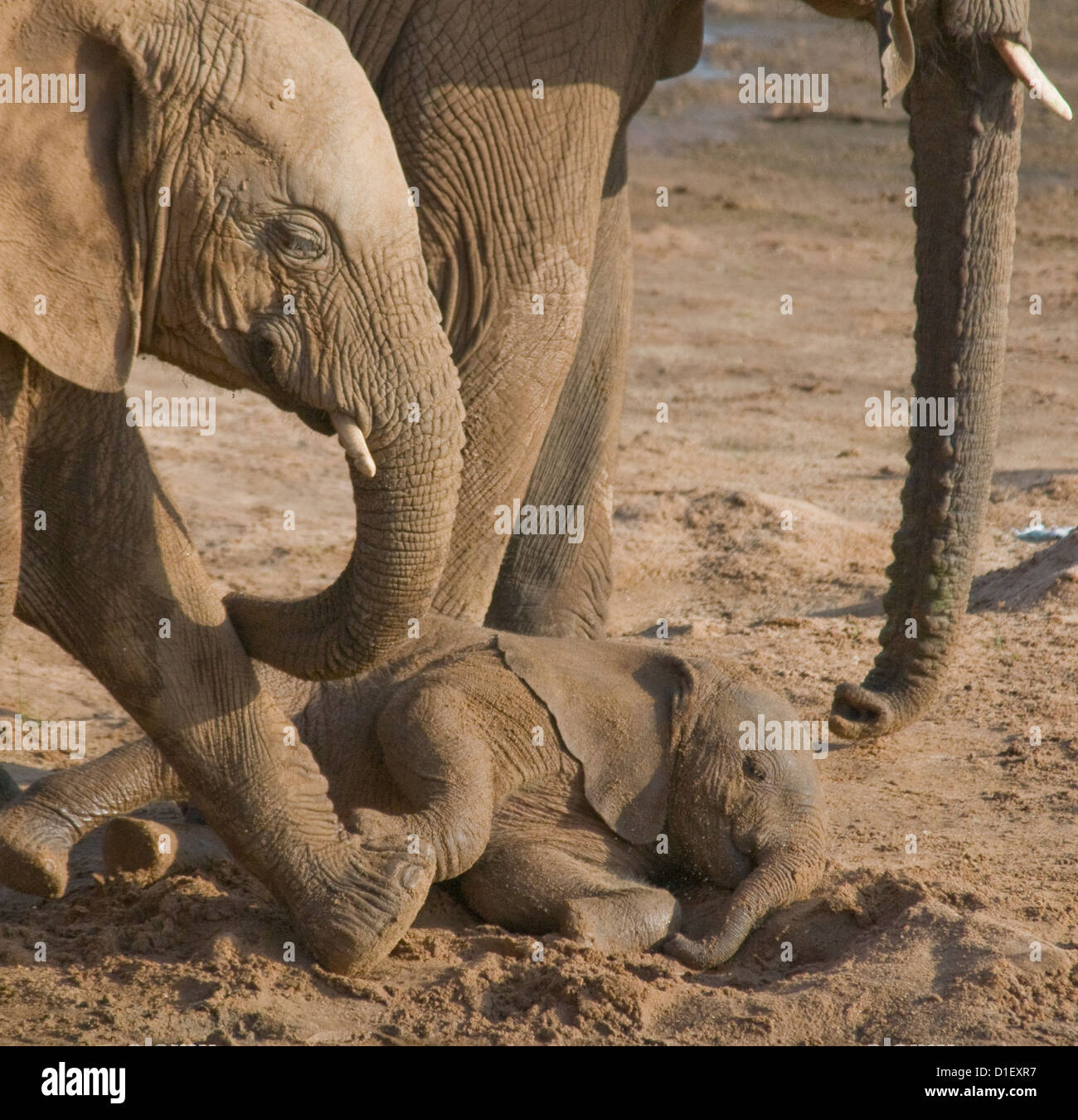 Elephant lying down hi-res stock photography and images - Alamy