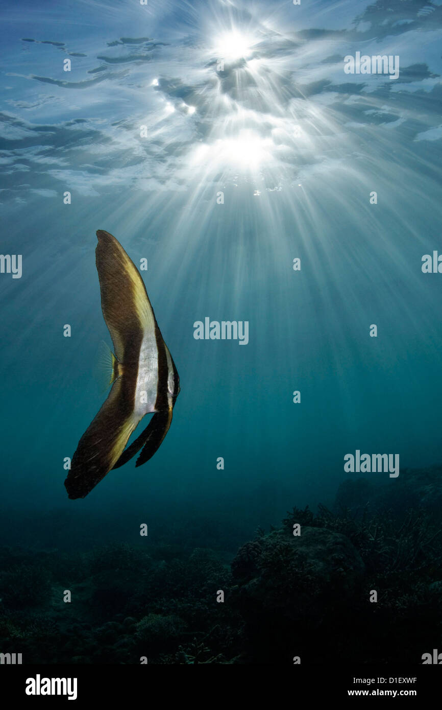 Batfish Orbiculate Adult