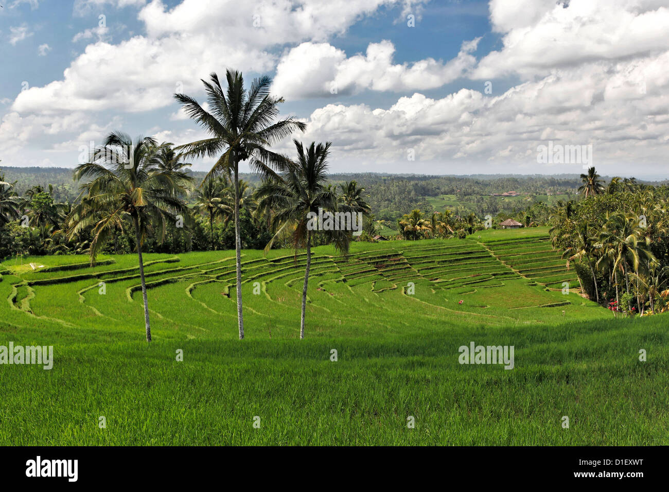 Bali rice field landscape hi-res stock photography and images - Alamy