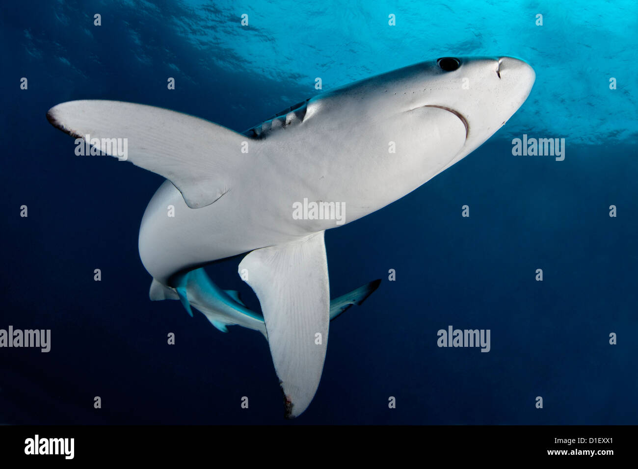 Blue Shark (Prionace glauca), Cape Point, Cape Town, South Africa ...