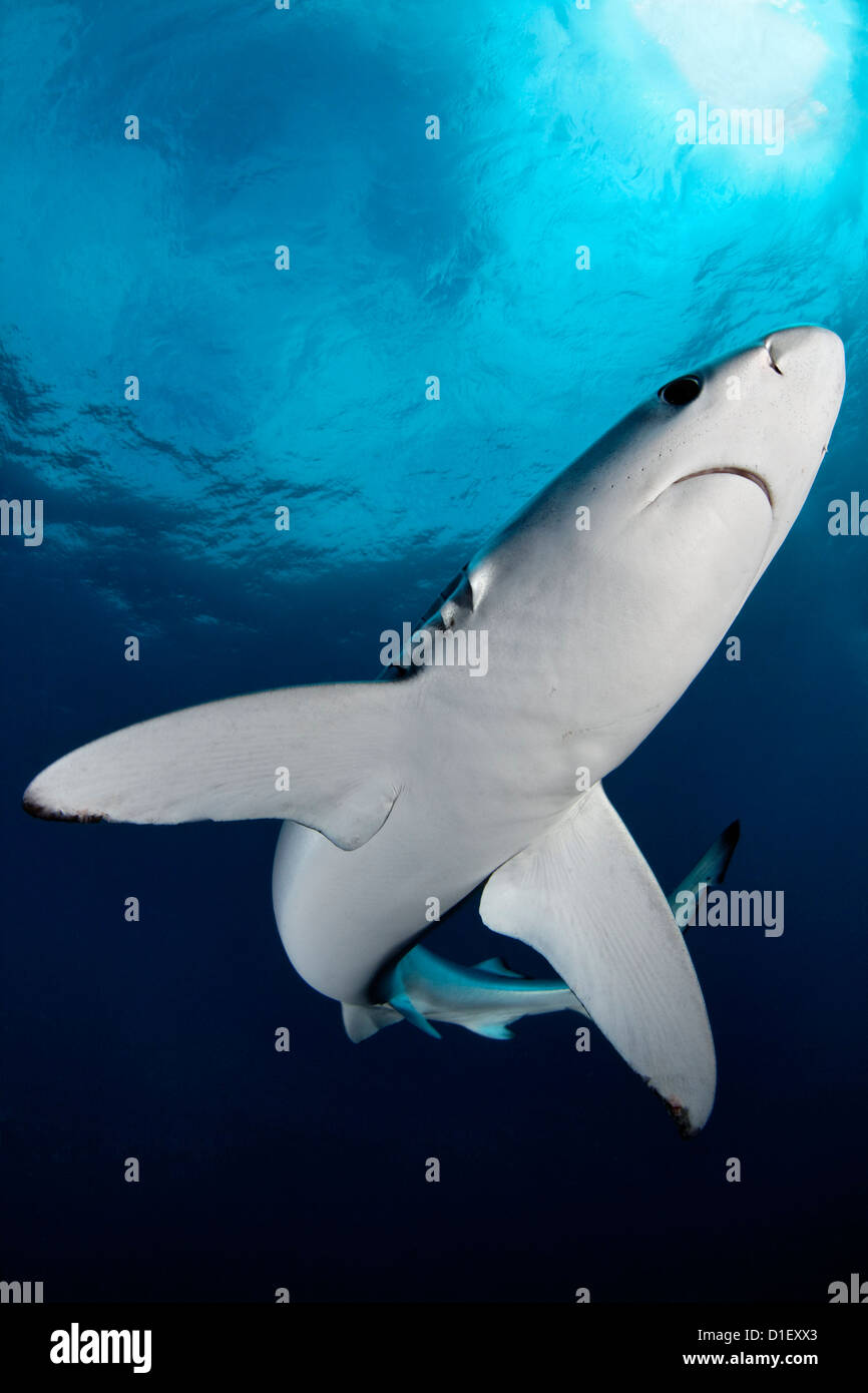 Blue shark hi-res stock photography and images - Alamy