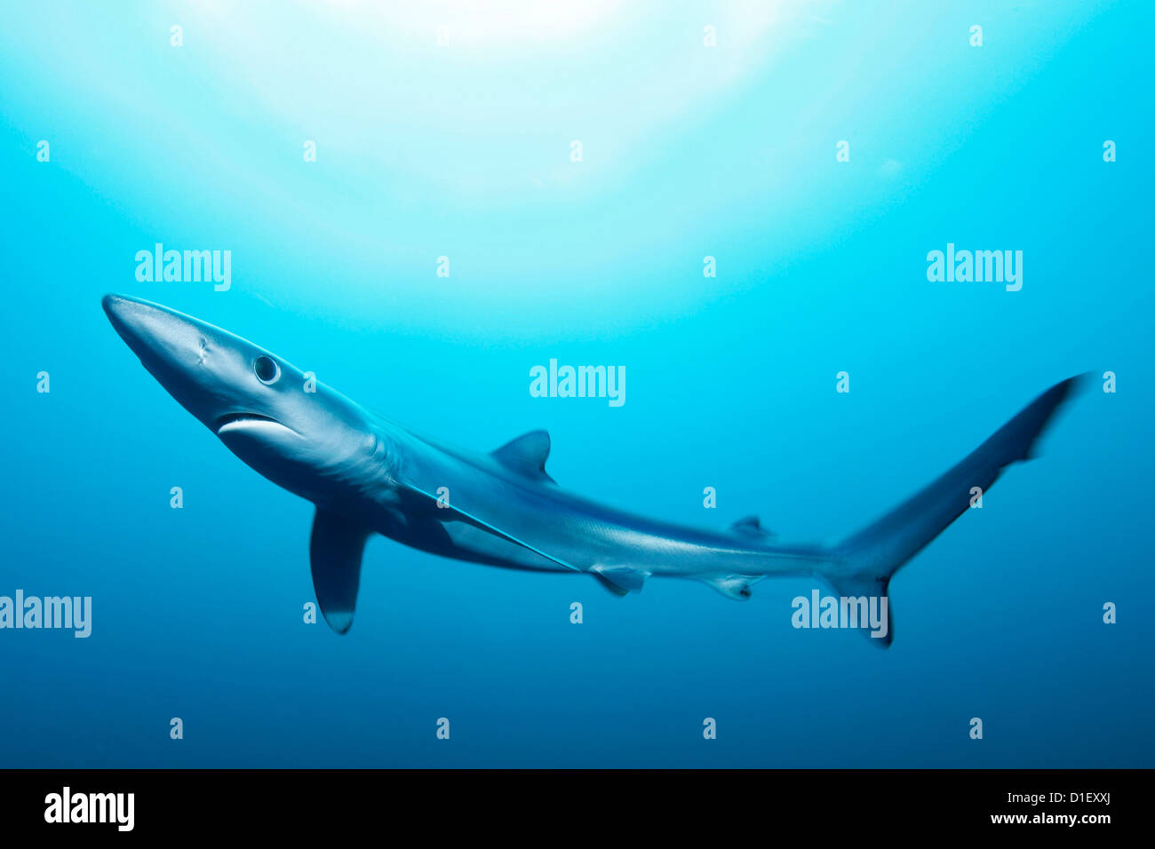 Blue Shark (Prionace glauca), Cape Point, Cape Town, South Africa ...