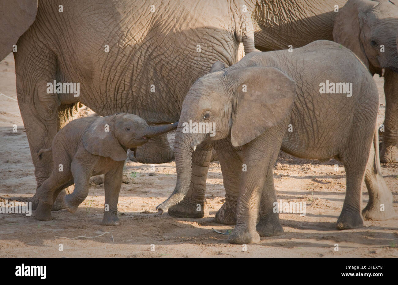 Baby elephant reaching out with its trunk to juvenile Stock Photo - Alamy