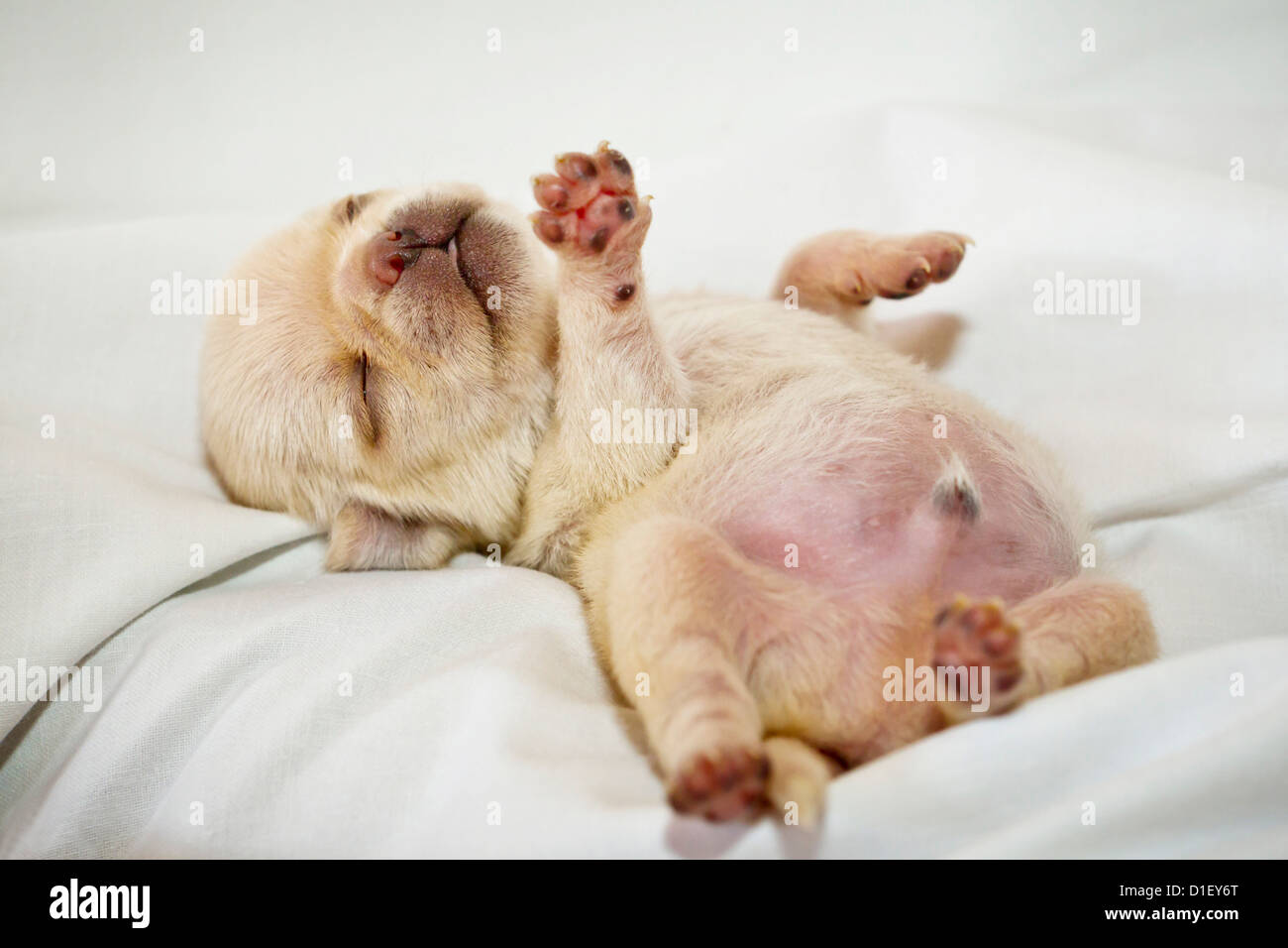 Cream-colored pug puppy lying on sheet Stock Photo - Alamy