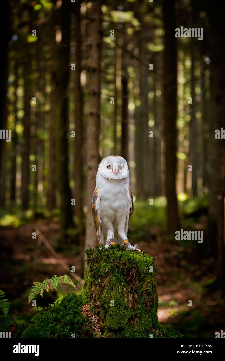 Barn Owl (Tyto alba) on tree stump in forest Stock Photo - Alamy