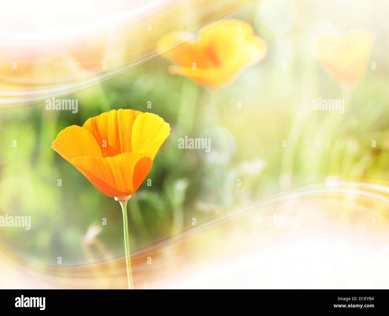 Poppy frame hi-res stock photography and images - Alamy