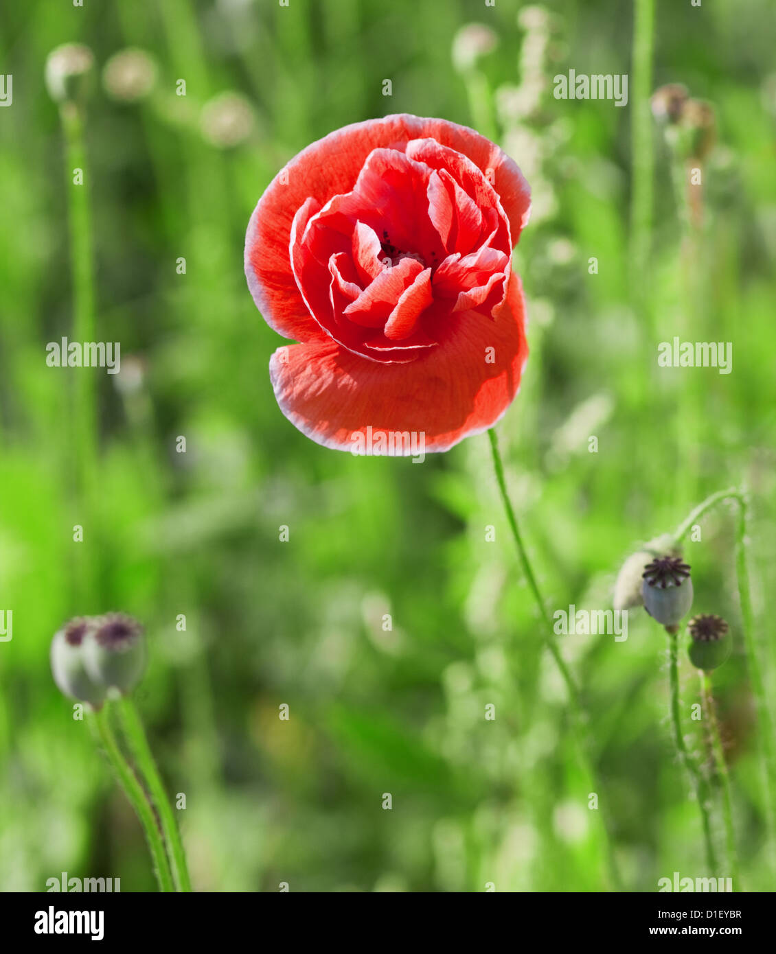 red poppy flower Stock Photo - Alamy