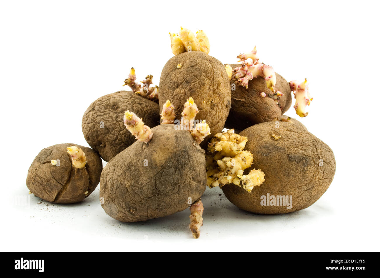 potatoes with sprouts isolated on white background Stock Photo - Alamy