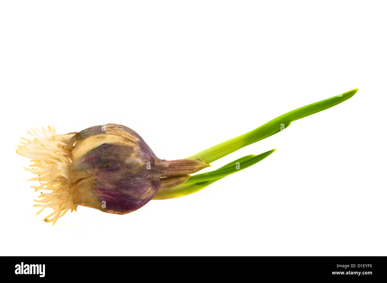 fresh spring garlic with root on white background Stock Photo - Alamy