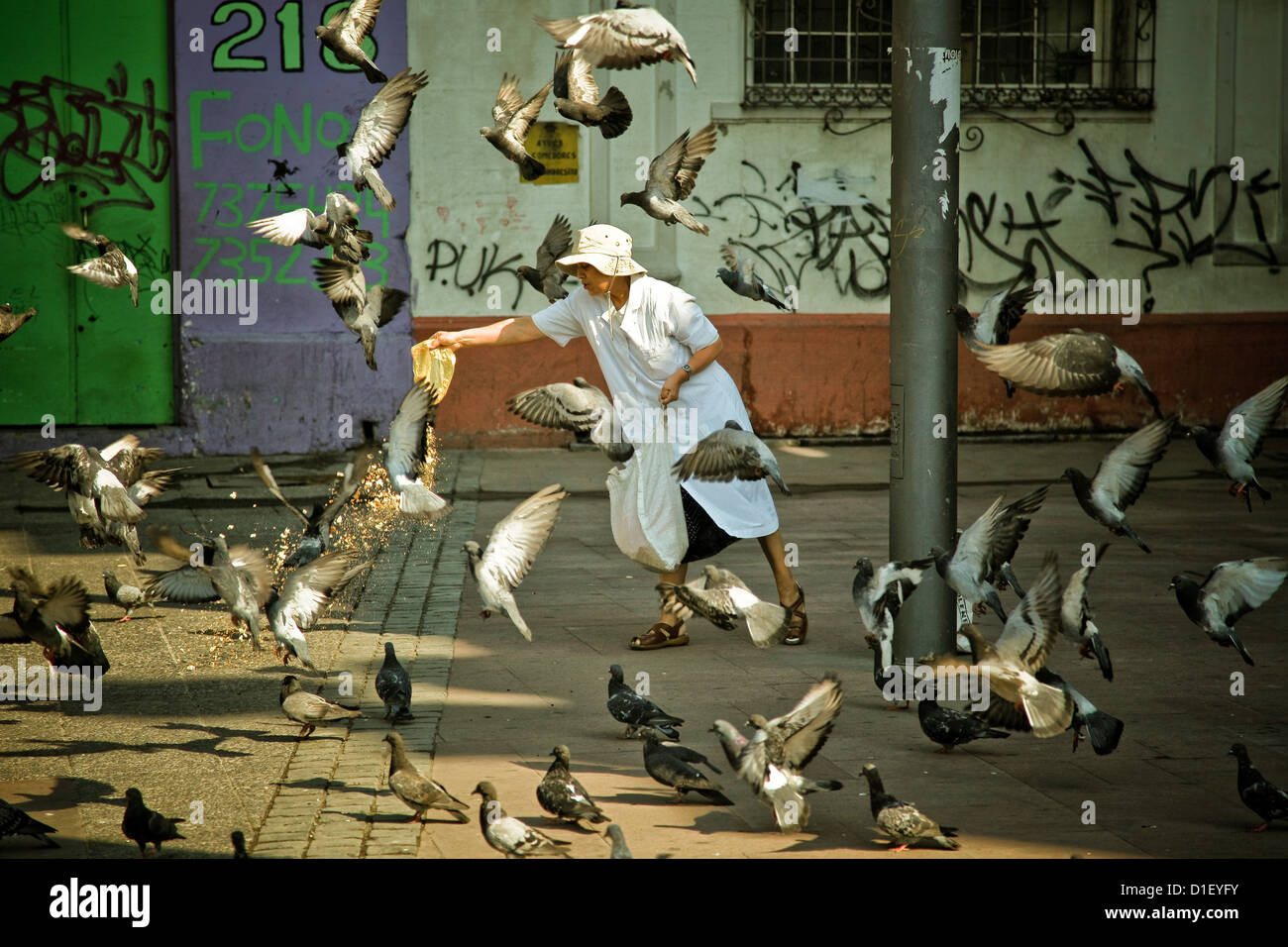 Adult doves hi-res stock photography and images - Alamy