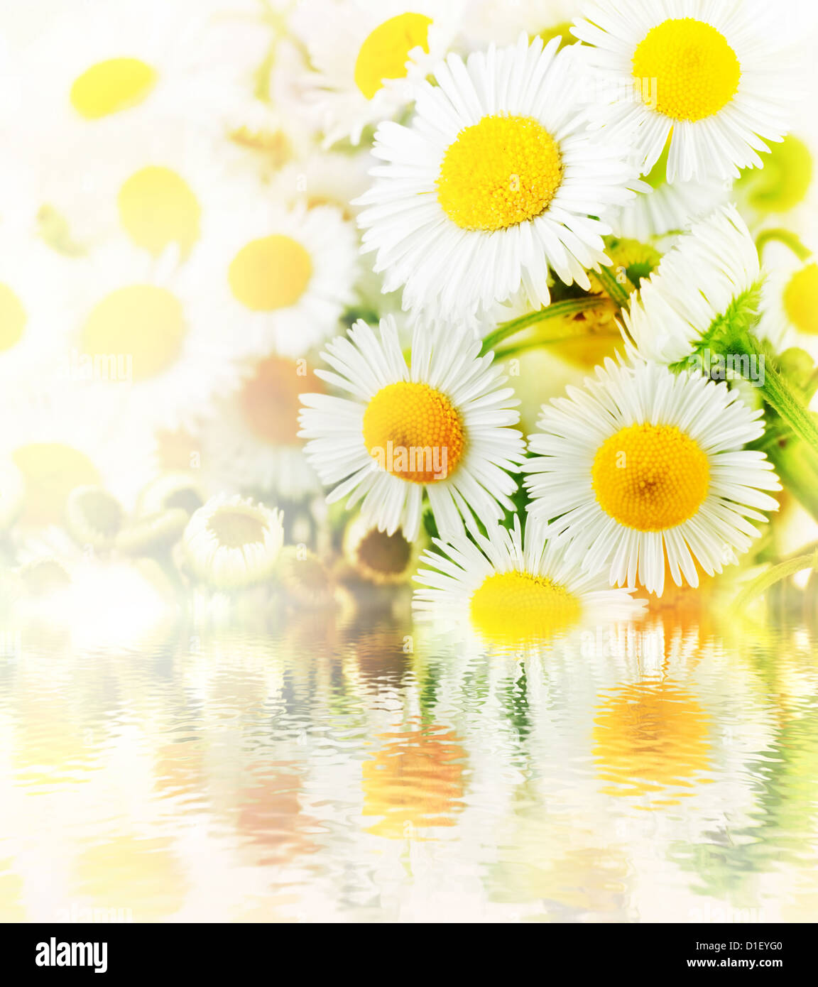 Daisies design hi-res stock photography and images - Alamy