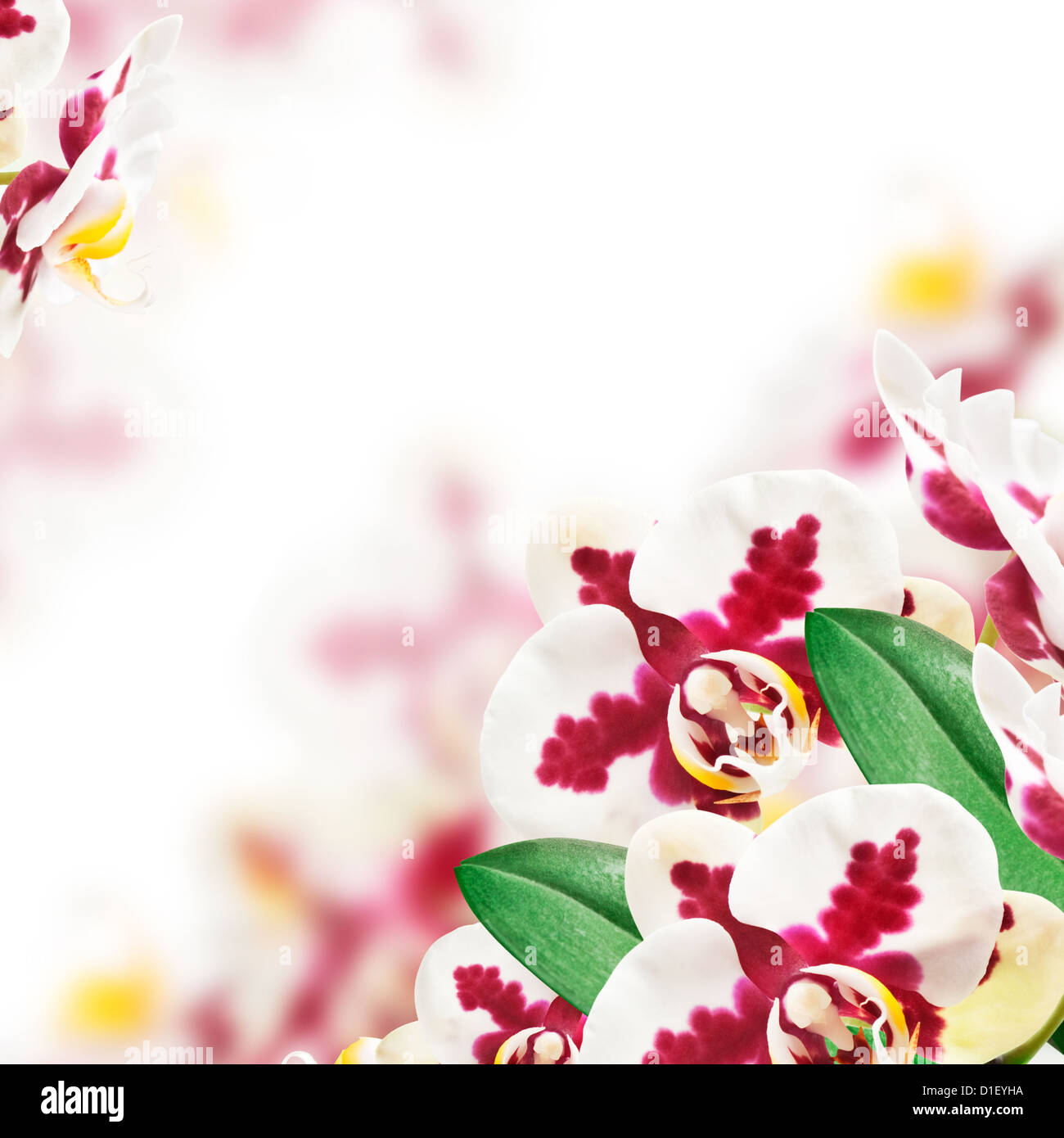 frame for the design of an orchid flower Stock Photo - Alamy