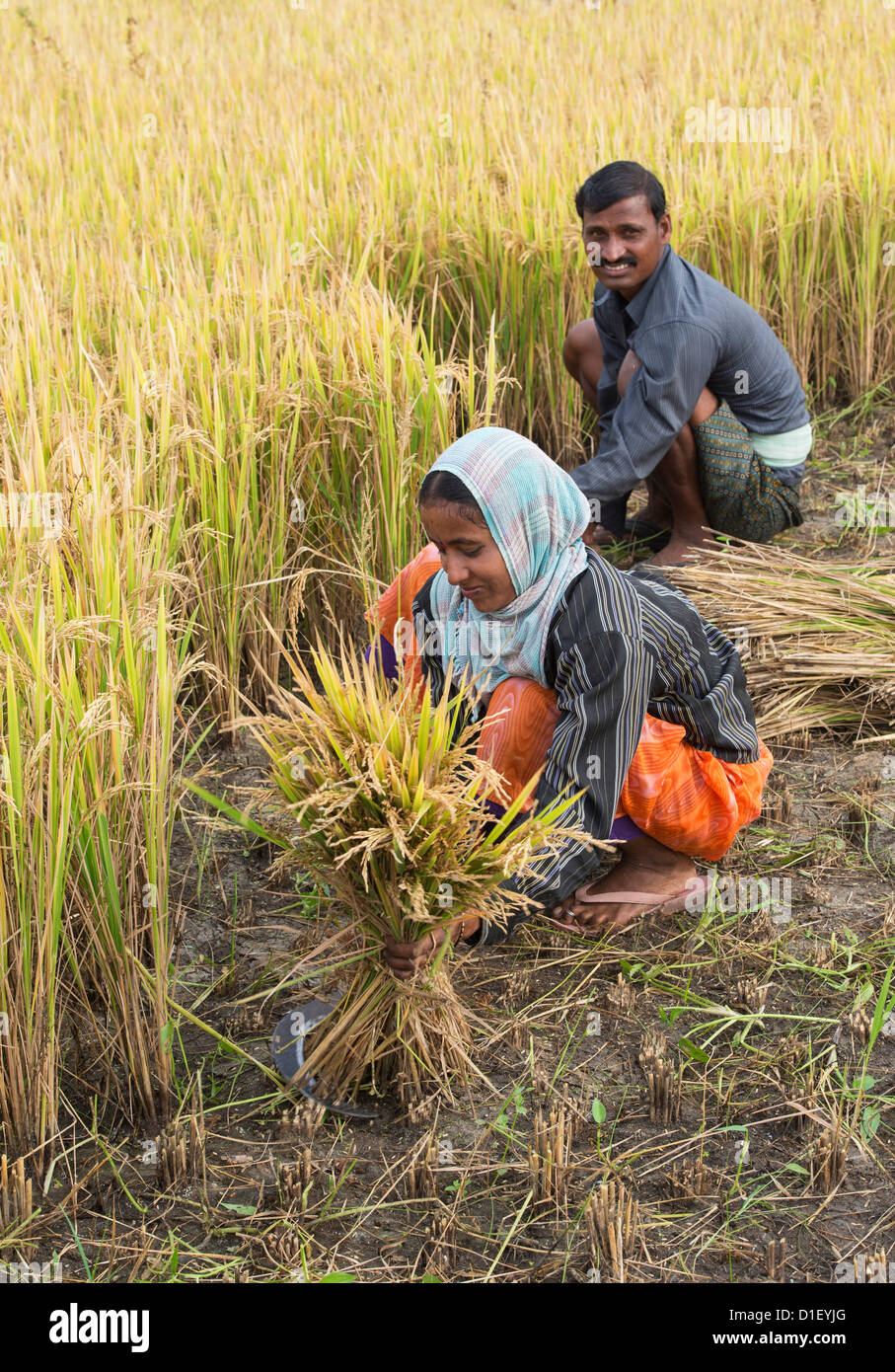 Indian woman and man cutting rice plants with sickles at harvest time ...