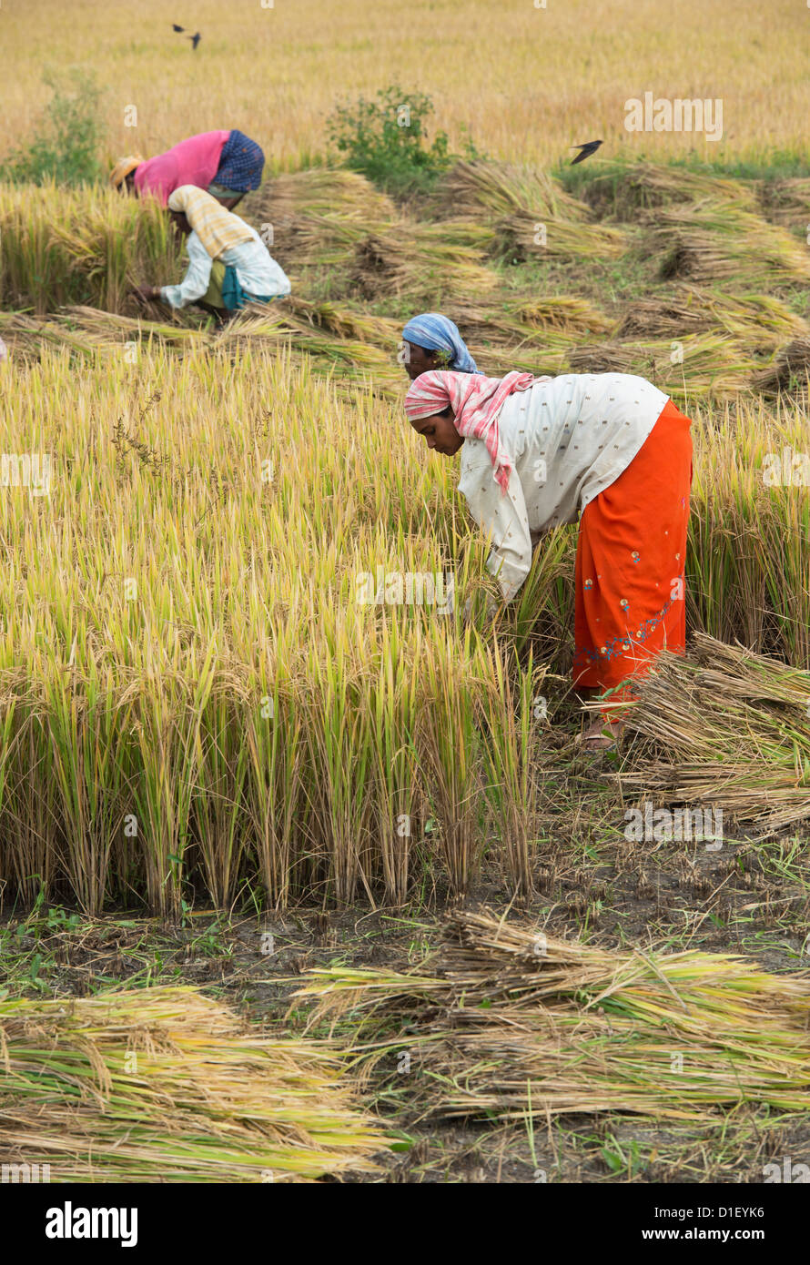 Indian men and women cutting rice plants by hand at harvest time ...