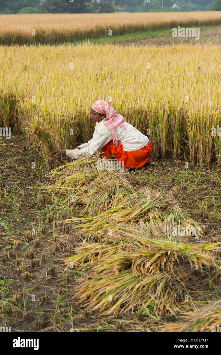 Indian women cutting rice plants with a sickle at harvest time. Andhra ...