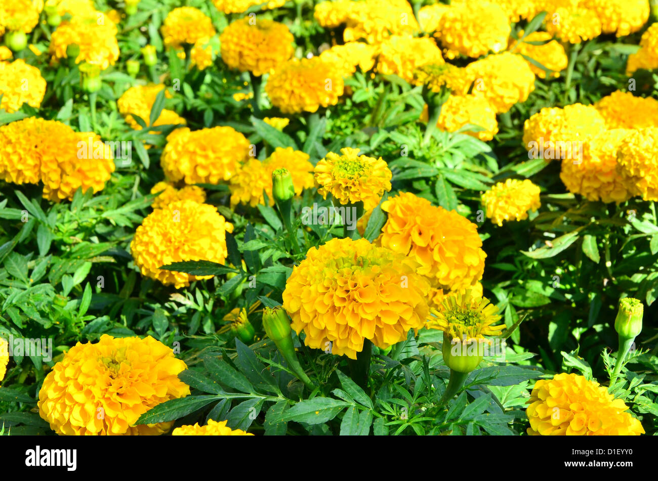 Marigold flower with soft sun in Thailand Stock Photo - Alamy