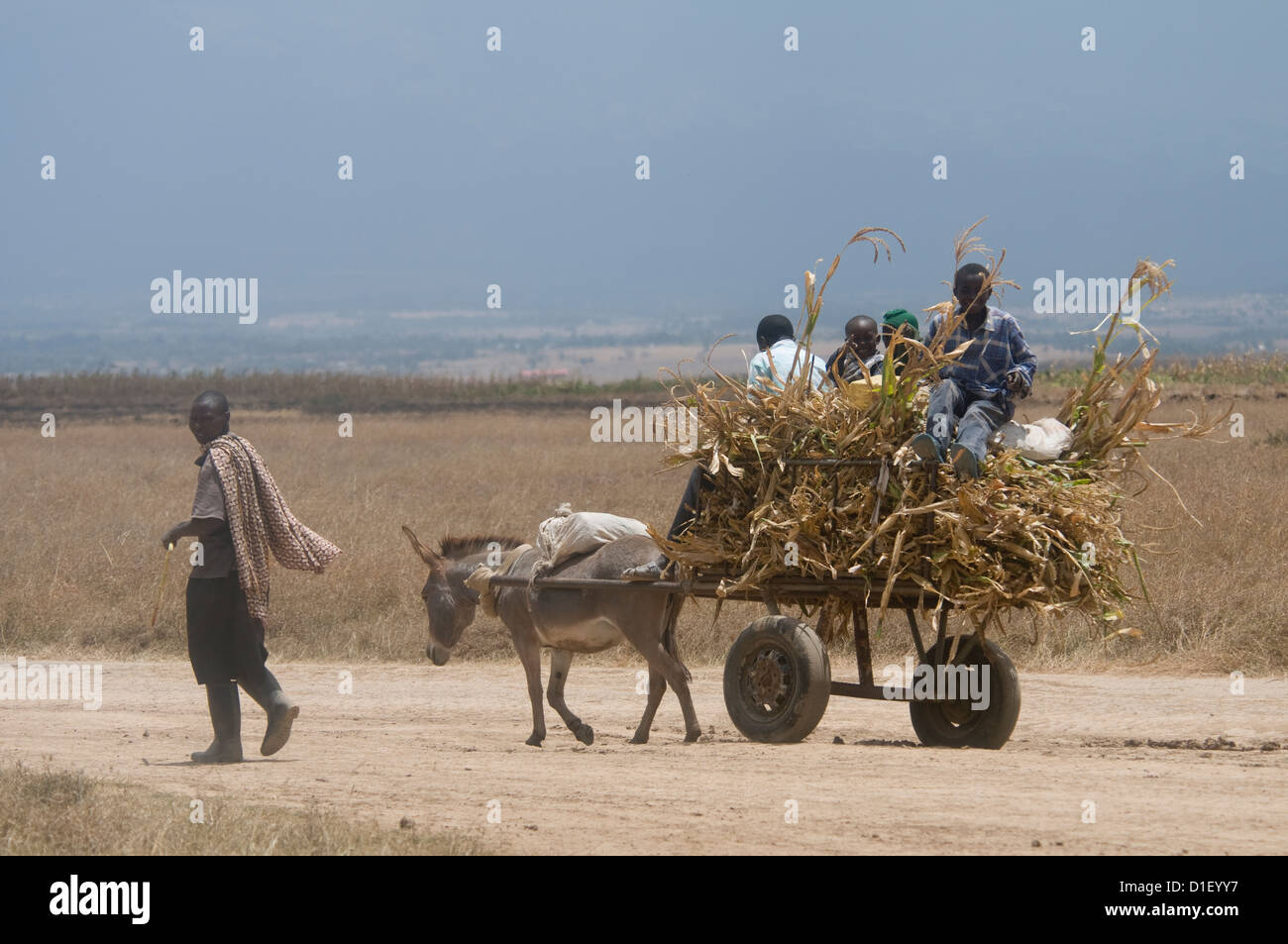 Donkey pulling cart with children in it Stock Photo - Alamy