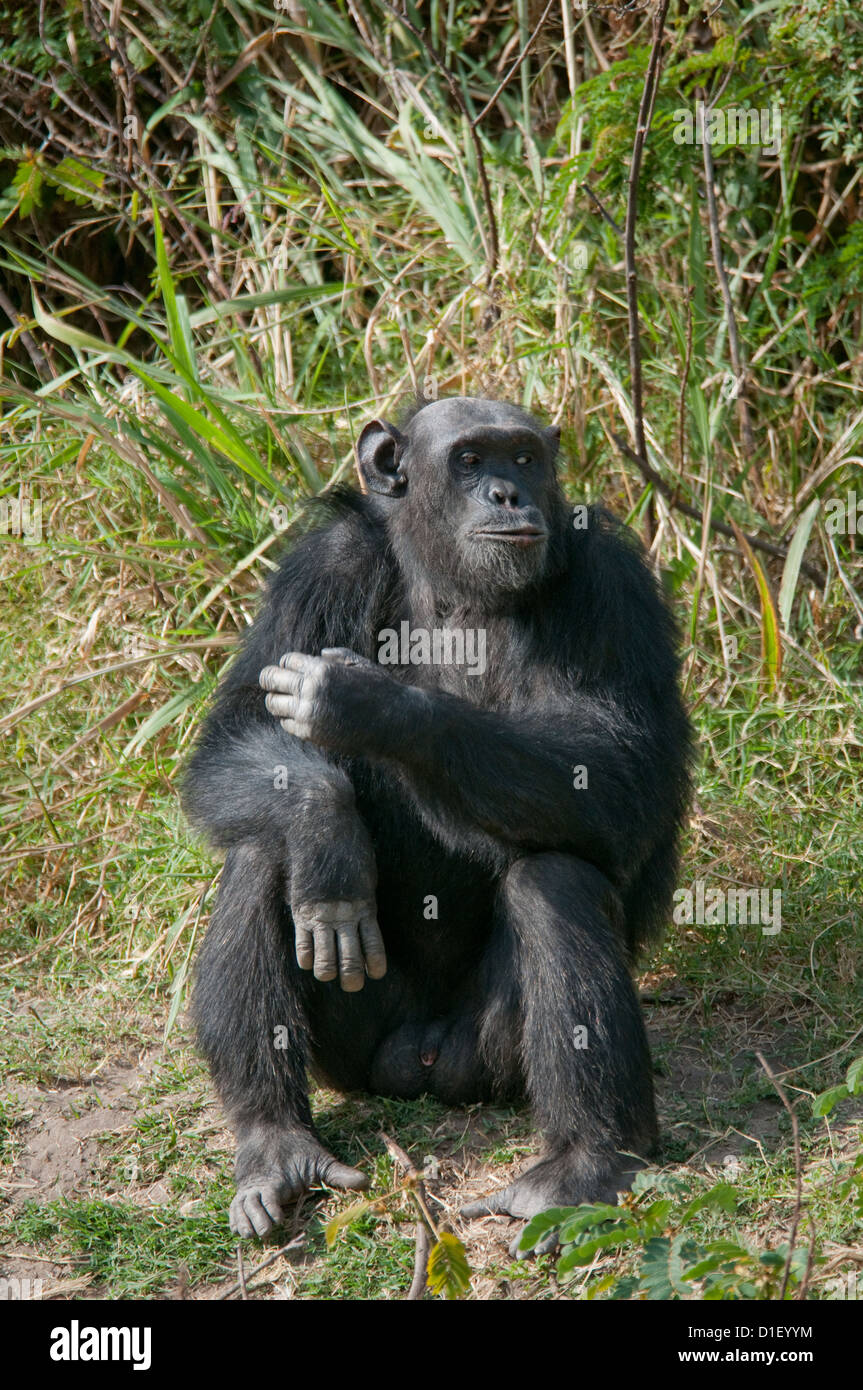 Sit chimpanzee hi-res stock photography and images - Alamy
