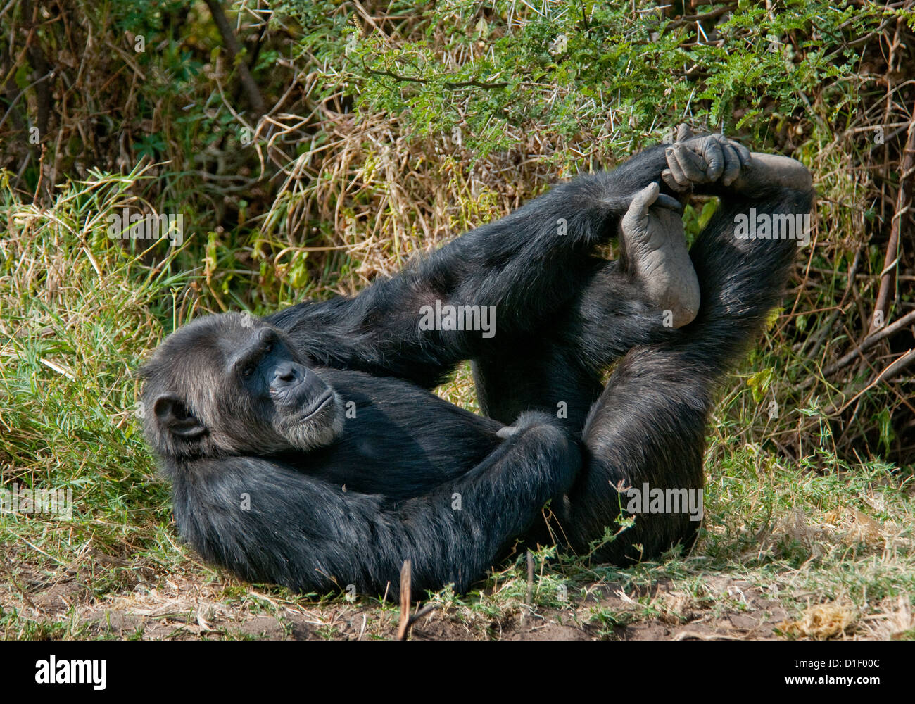 Chimpanzee lying on back, holding on to foot Stock Photo - Alamy