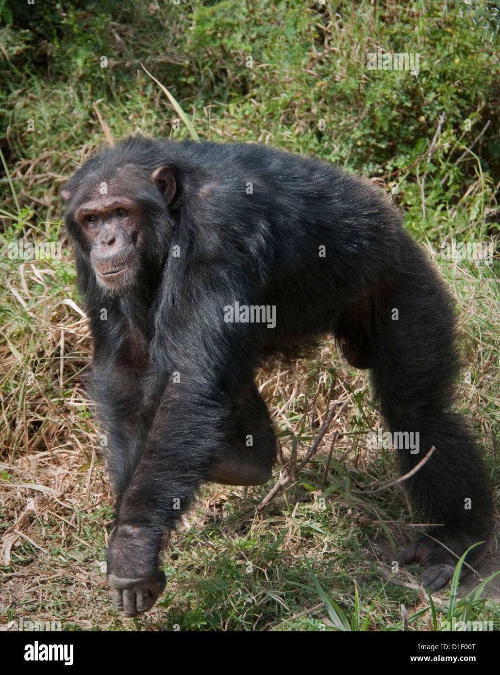 Chimpanzee Walking Stock Photos & Chimpanzee Walking Stock Images - Alamy