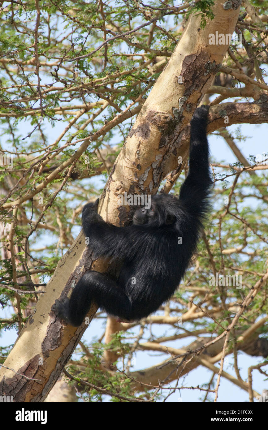 Chimpanzee Climbing Tree