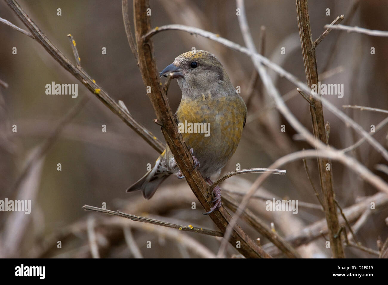 Female red crossbill hi-res stock photography and images - Alamy