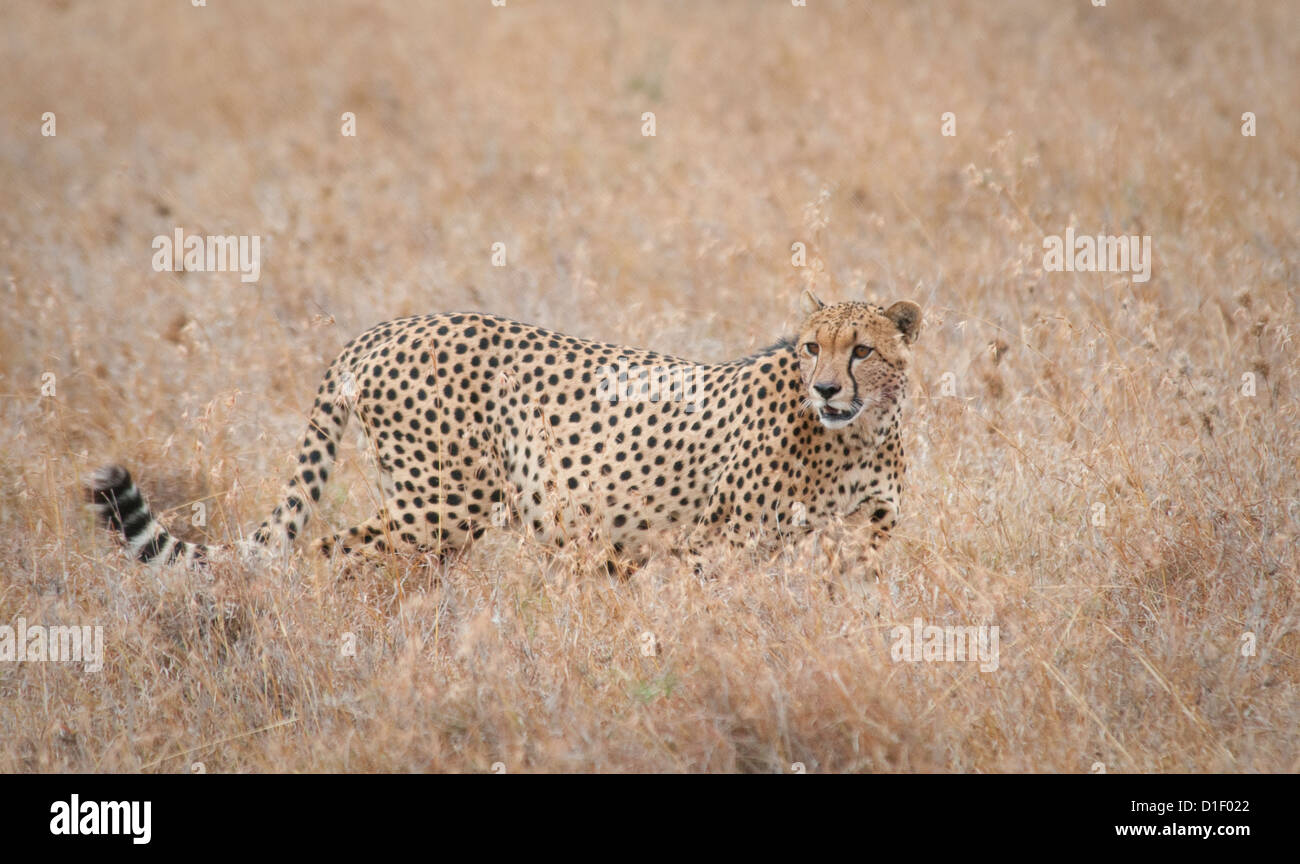 Cheetah walking in plains Stock Photo - Alamy