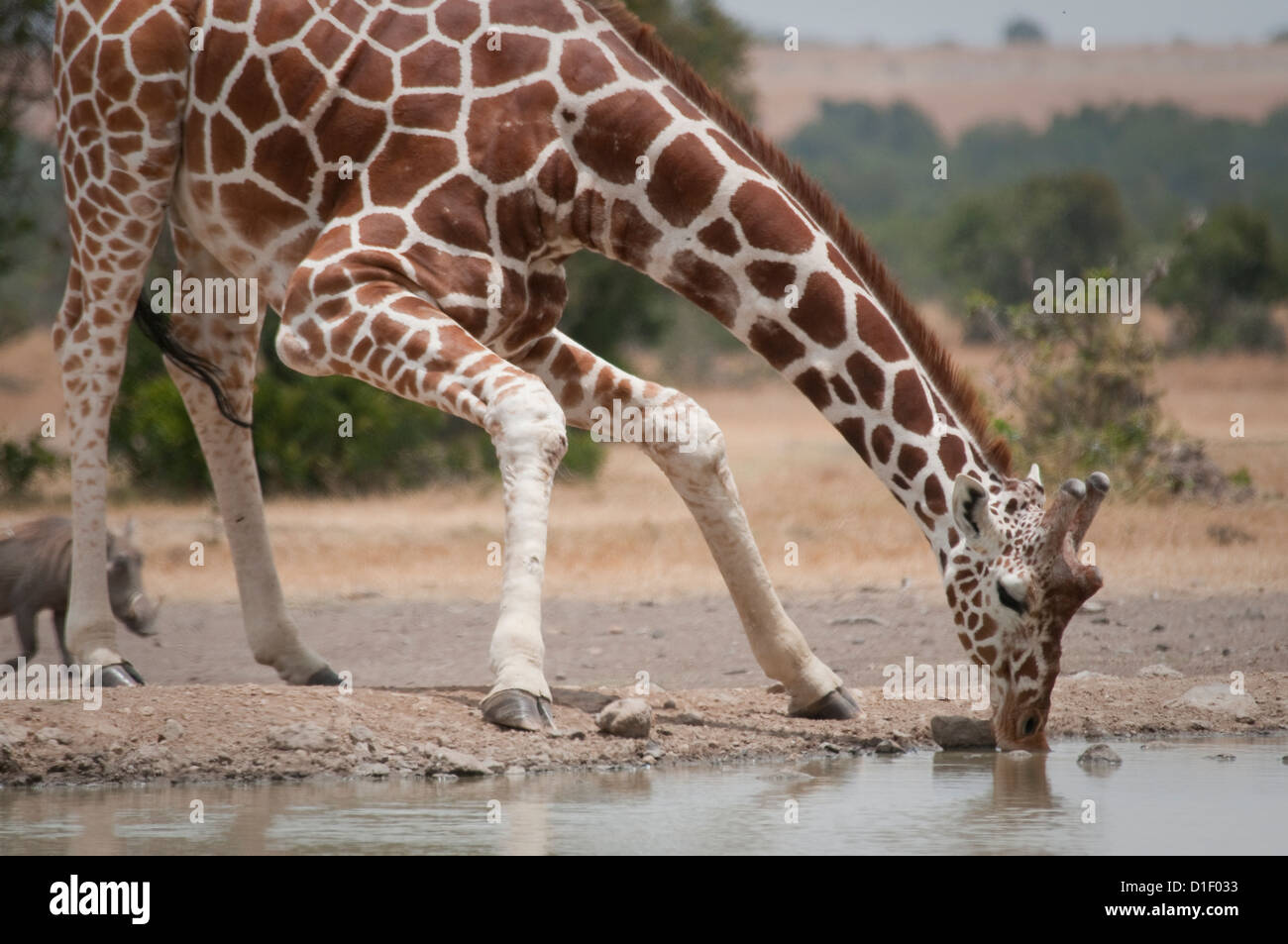 Reticulated giraffe drinking with legs splayed Stock Photo - Alamy