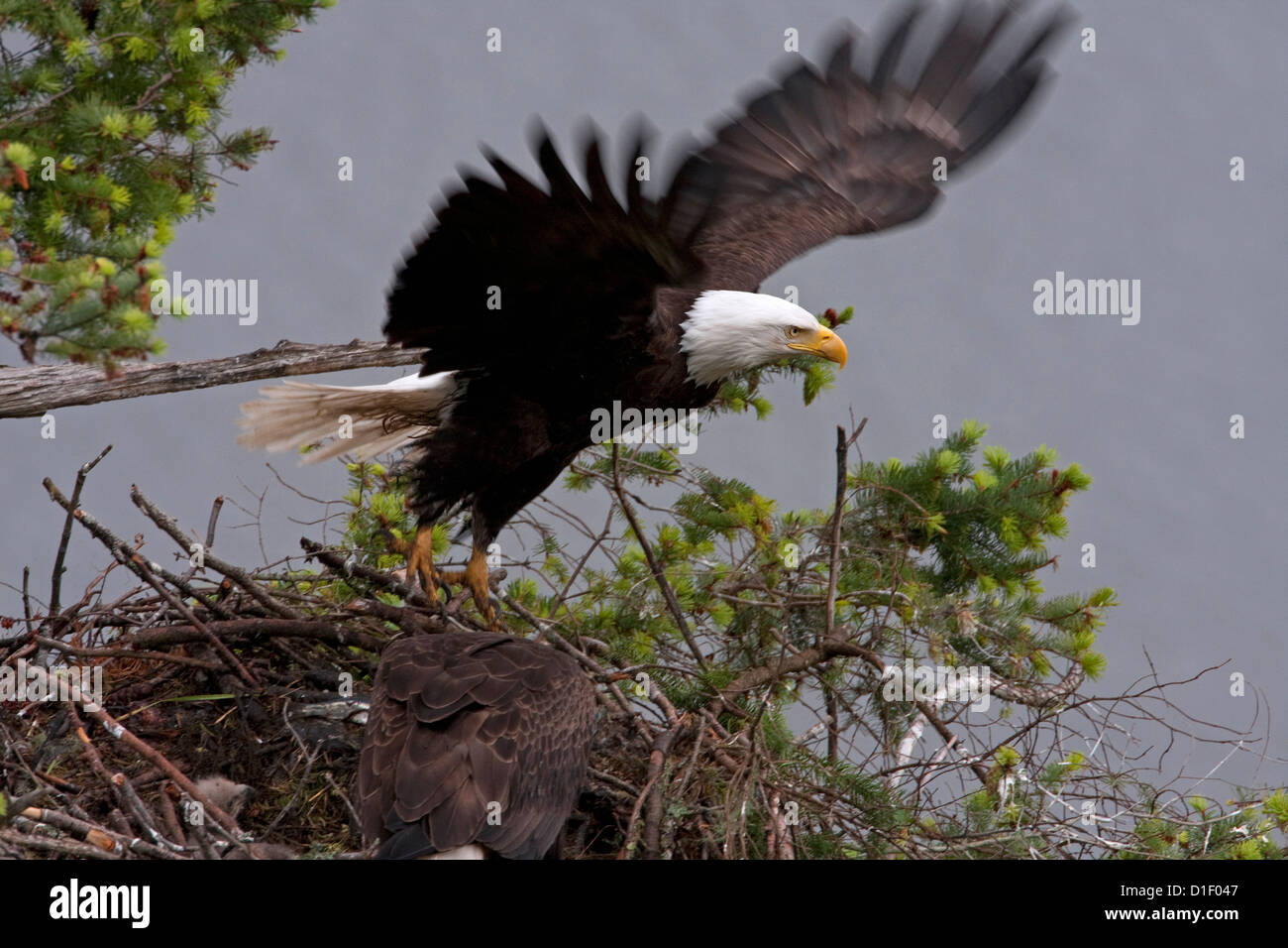 Bald Eagle Haliaeetus Leucocephalus Adult Taking Off From Nest In