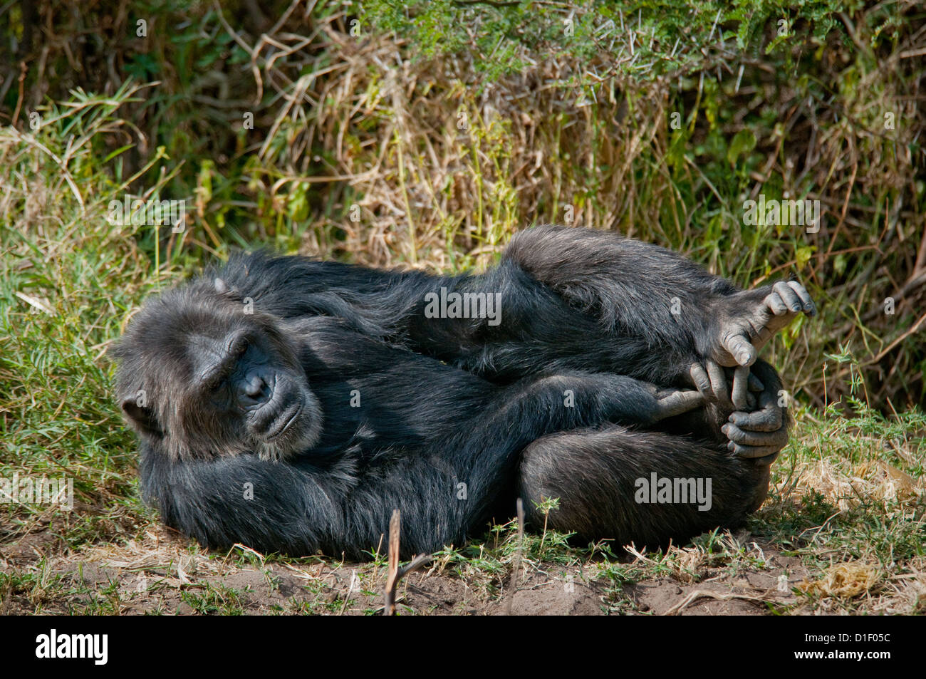 Chimpanzee feet hi-res stock photography and images - Alamy