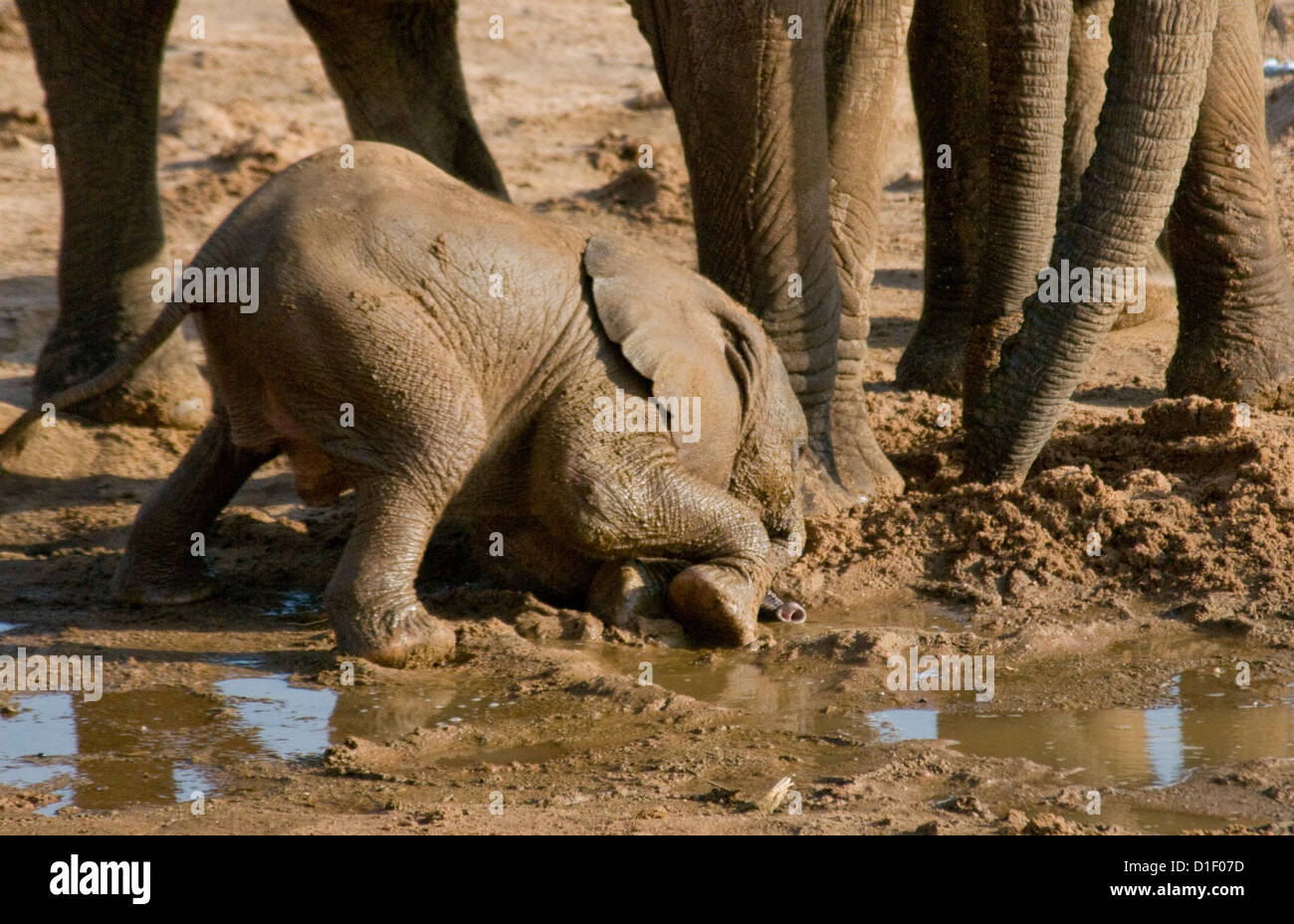 African elephant kneeling loxodonta hi-res stock photography and images ...