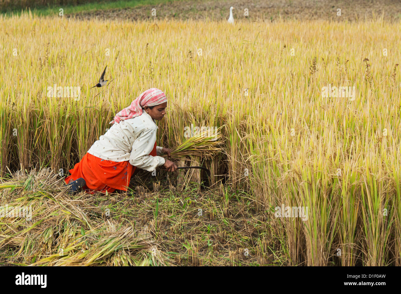 Rice Plant Harvest