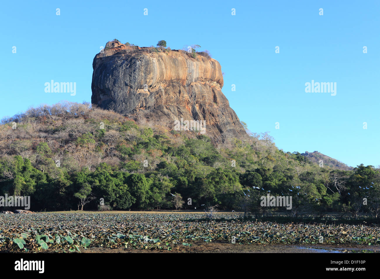 Sigiriya Lion's rock ancient fortress and palace ruin in Sigiriya, Sri ...