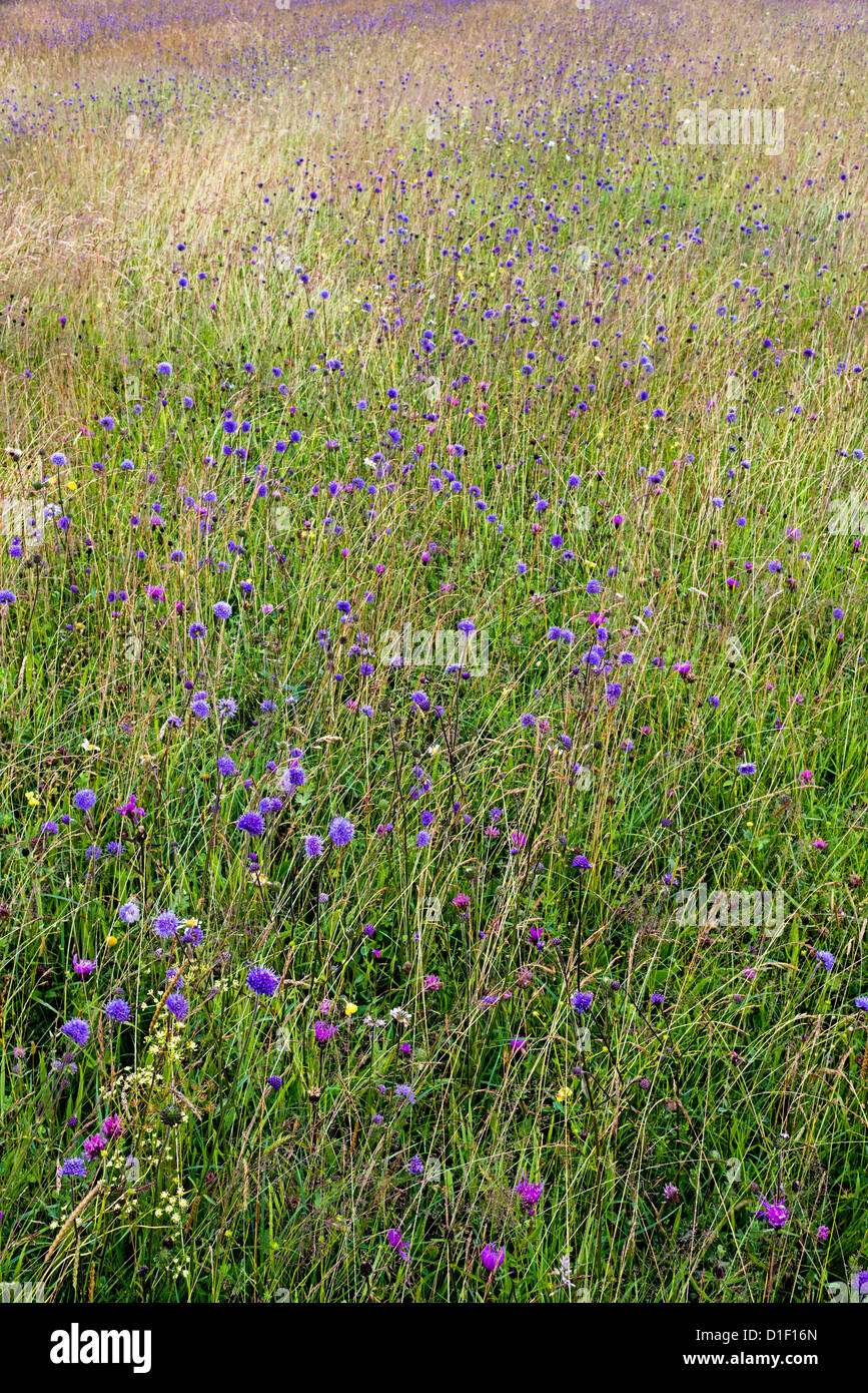 Traditional wildflower hay meadows hi-res stock photography and images ...