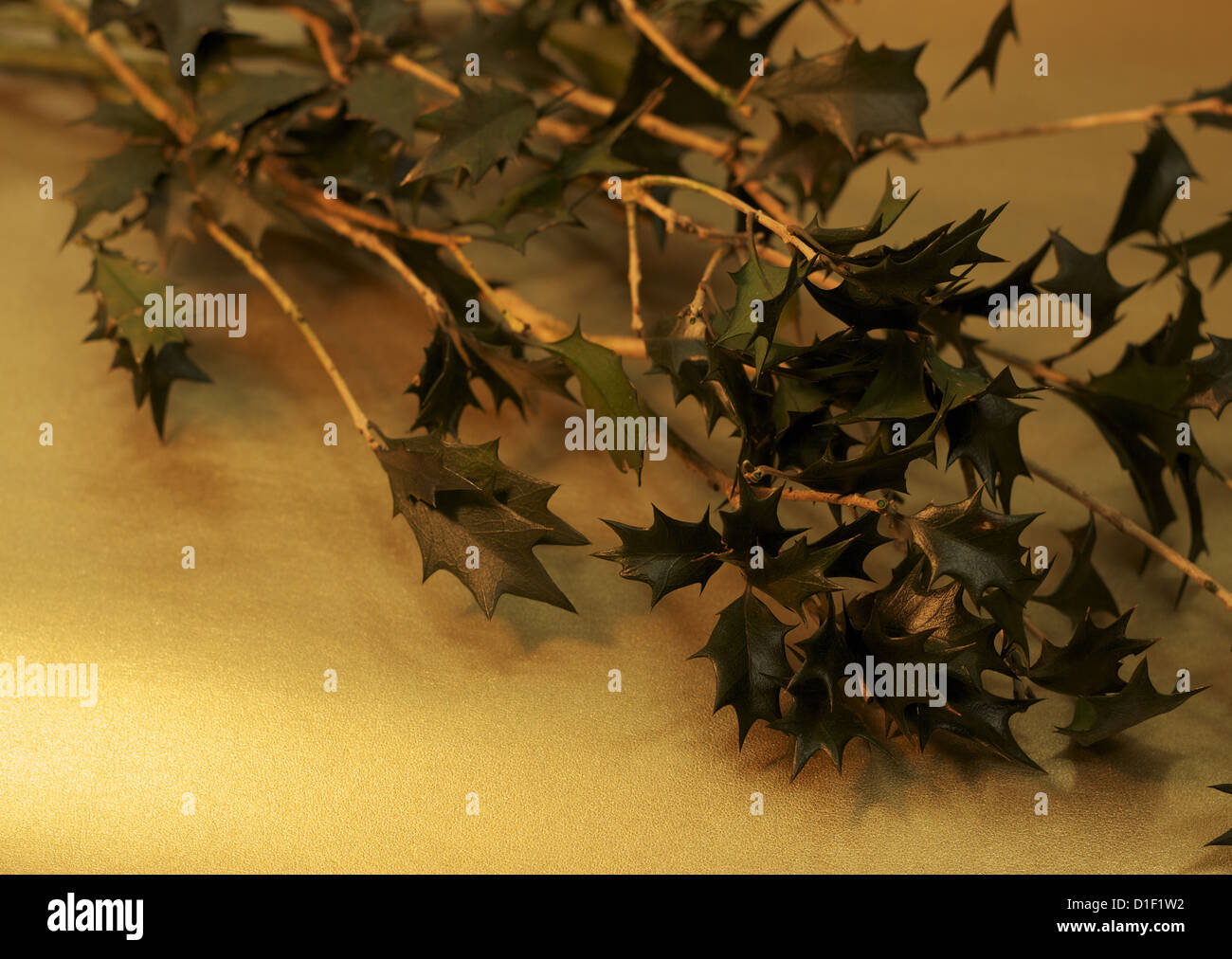 Holly branches hi-res stock photography and images - Alamy