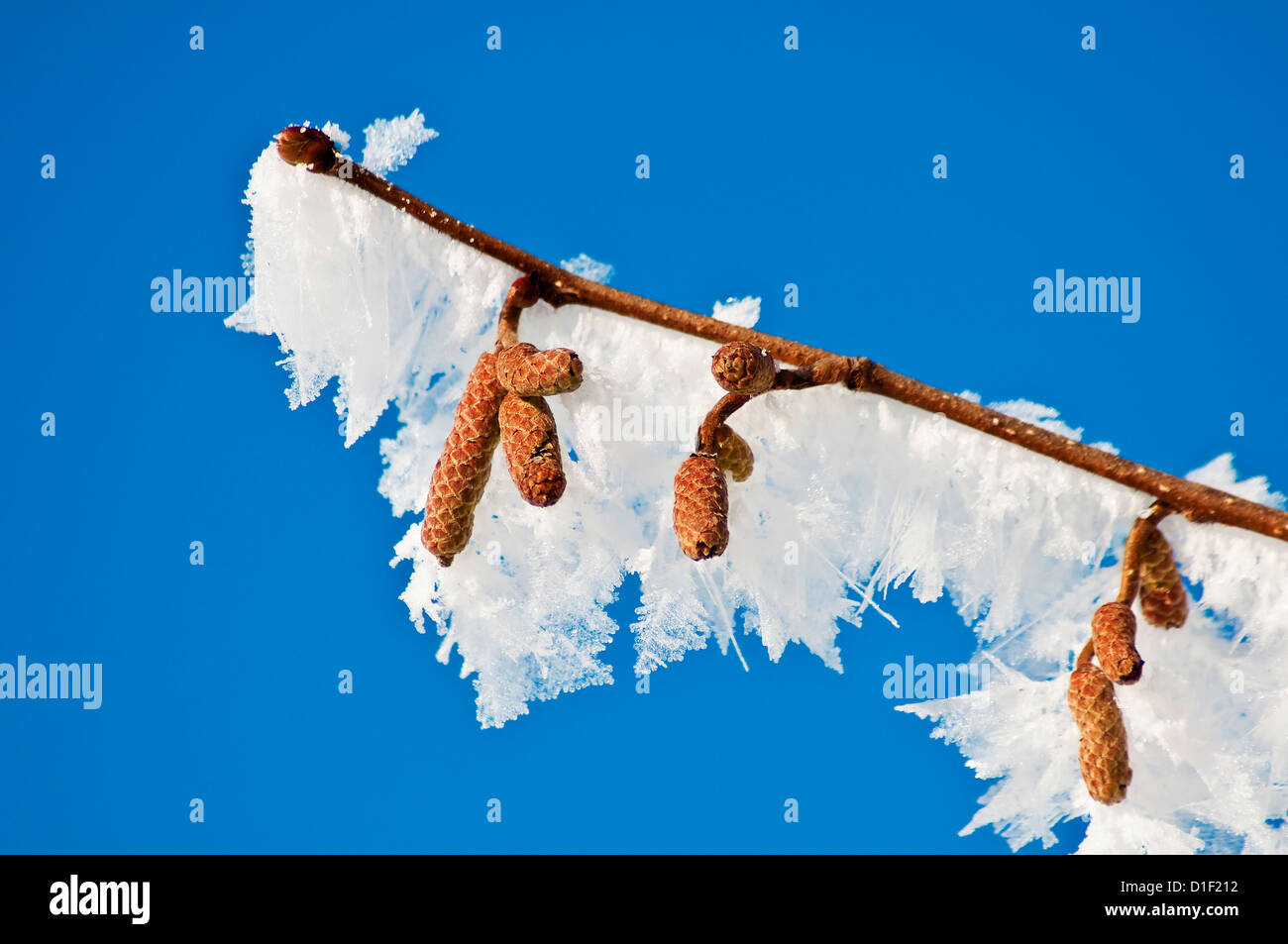 Ice crystals tree branch hi-res stock photography and images - Alamy