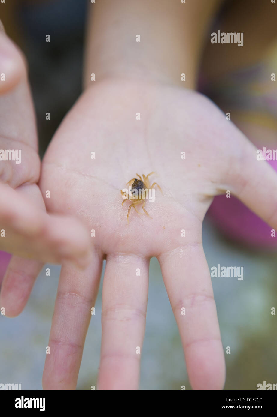 Crab hand girl hi-res stock photography and images - Alamy