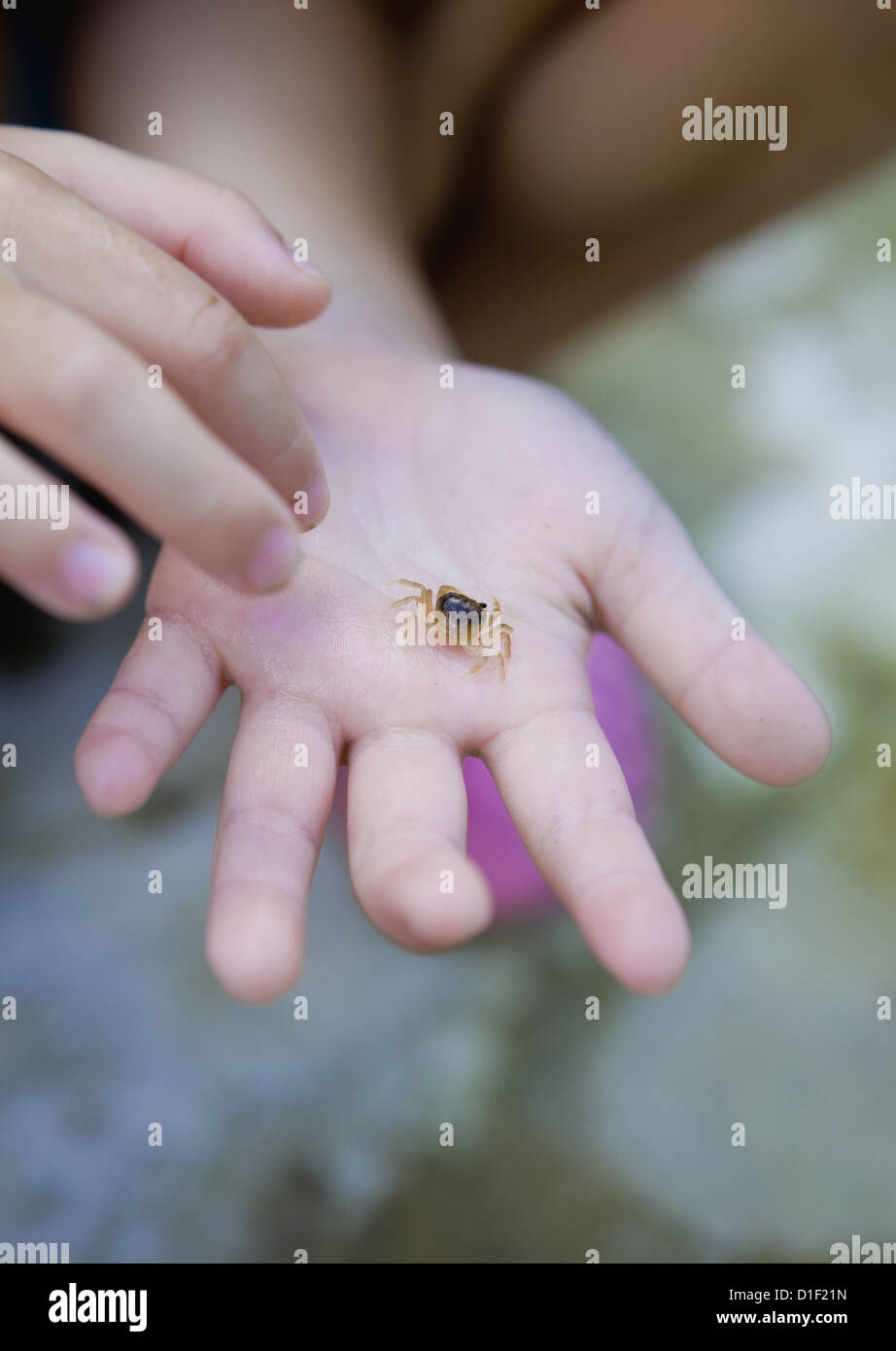 Freshwater crab on a hand Stock Photo - Alamy