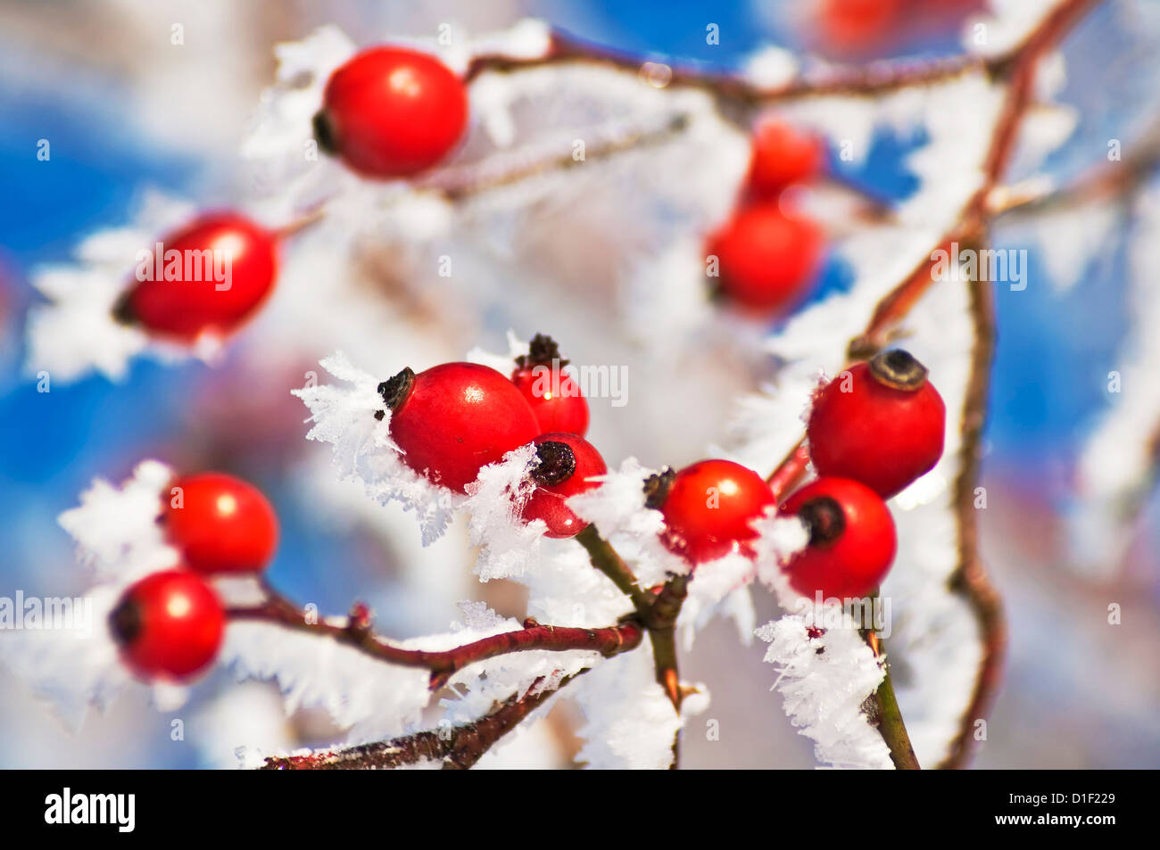 Rose hip stem hi-res stock photography and images - Alamy
