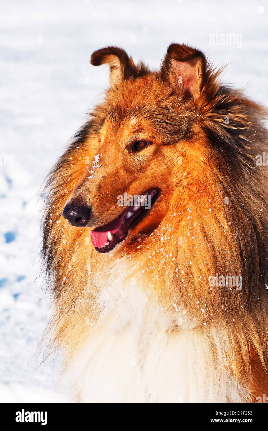 Male collie dog true bred hi-res stock photography and images - Alamy
