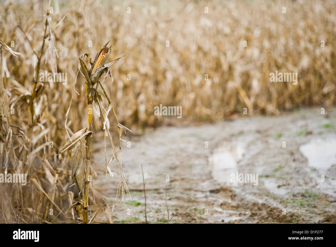 Genetically farm hi-res stock photography and images - Alamy