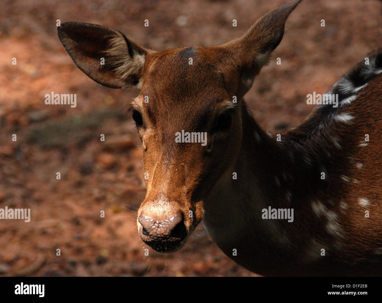 Close up of deer hi-res stock photography and images - Alamy