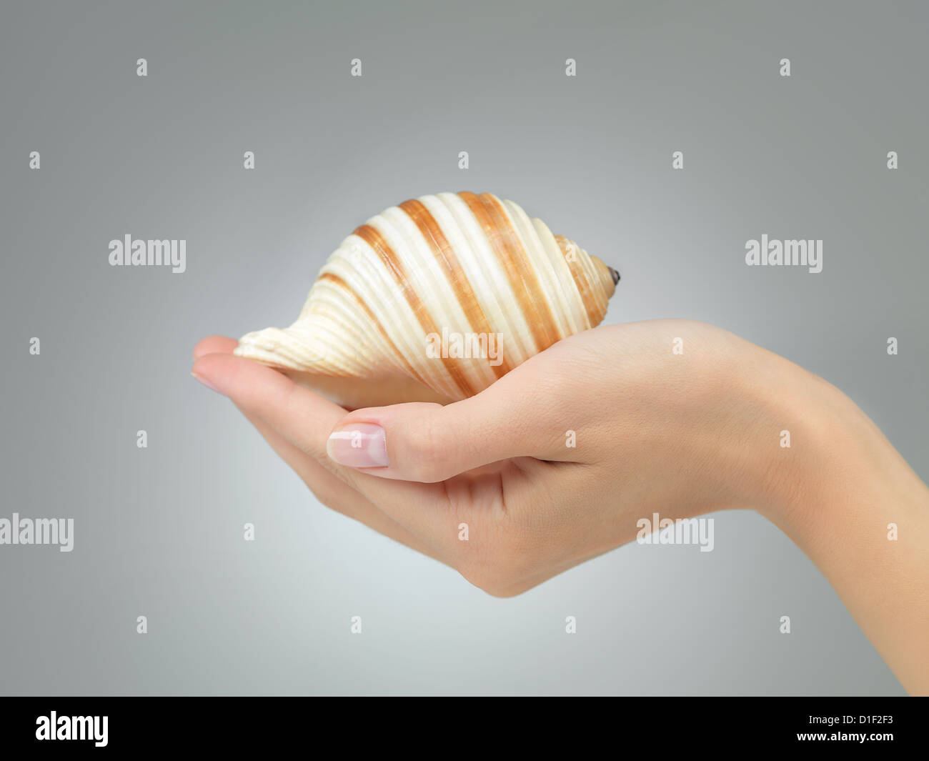 female hand holding in her palm a beautiful spiral seashell on grey ...