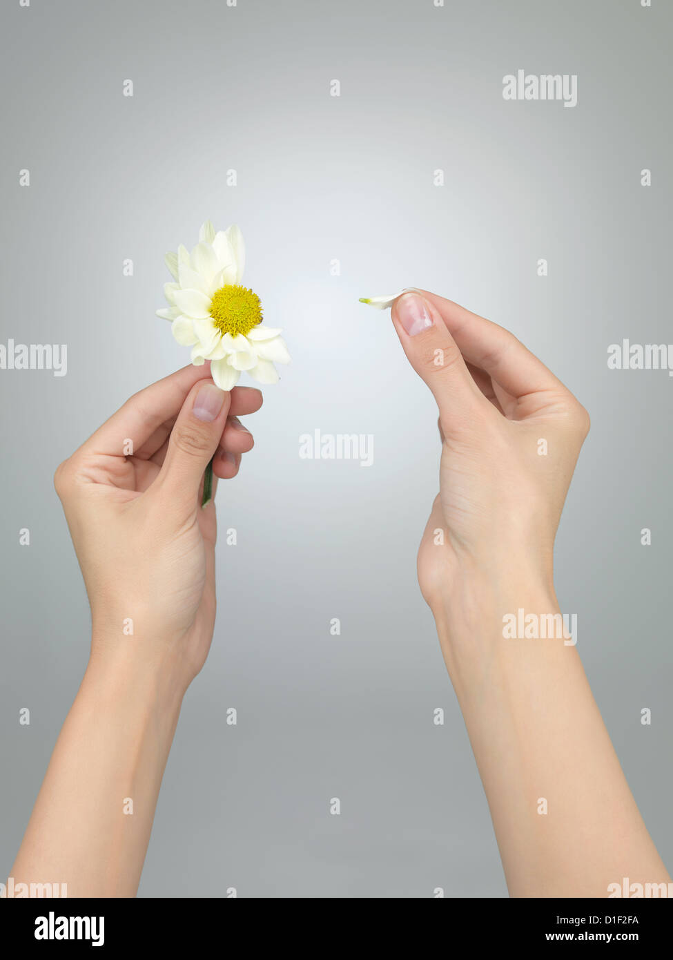 female hands puling petals from a daisy on grey gradient background ...