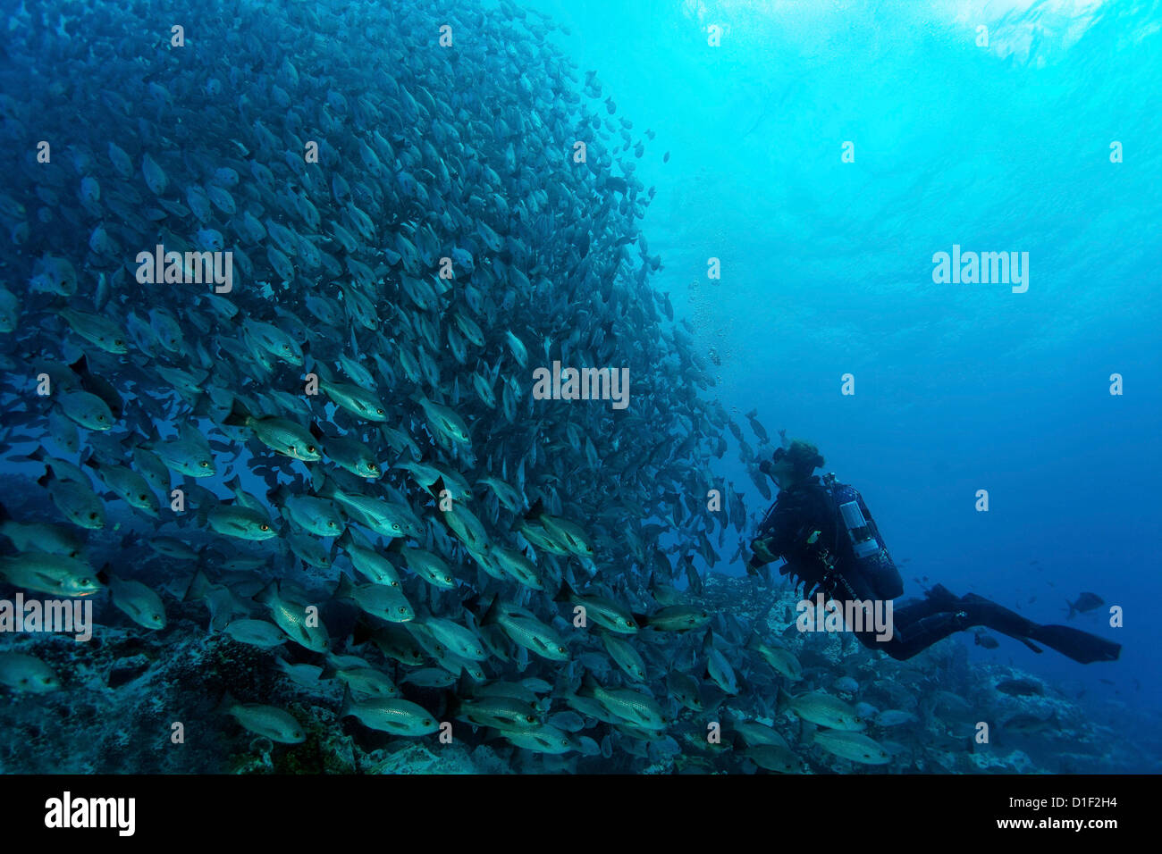 Diver with school of grunts (Haemulidae), Malpelo Island, Columbia ...