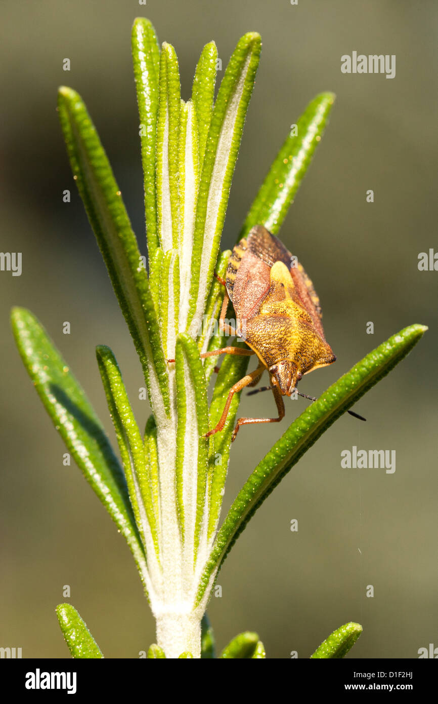 Shield bug Carpocoris fuscispinus Stock Photo - Alamy
